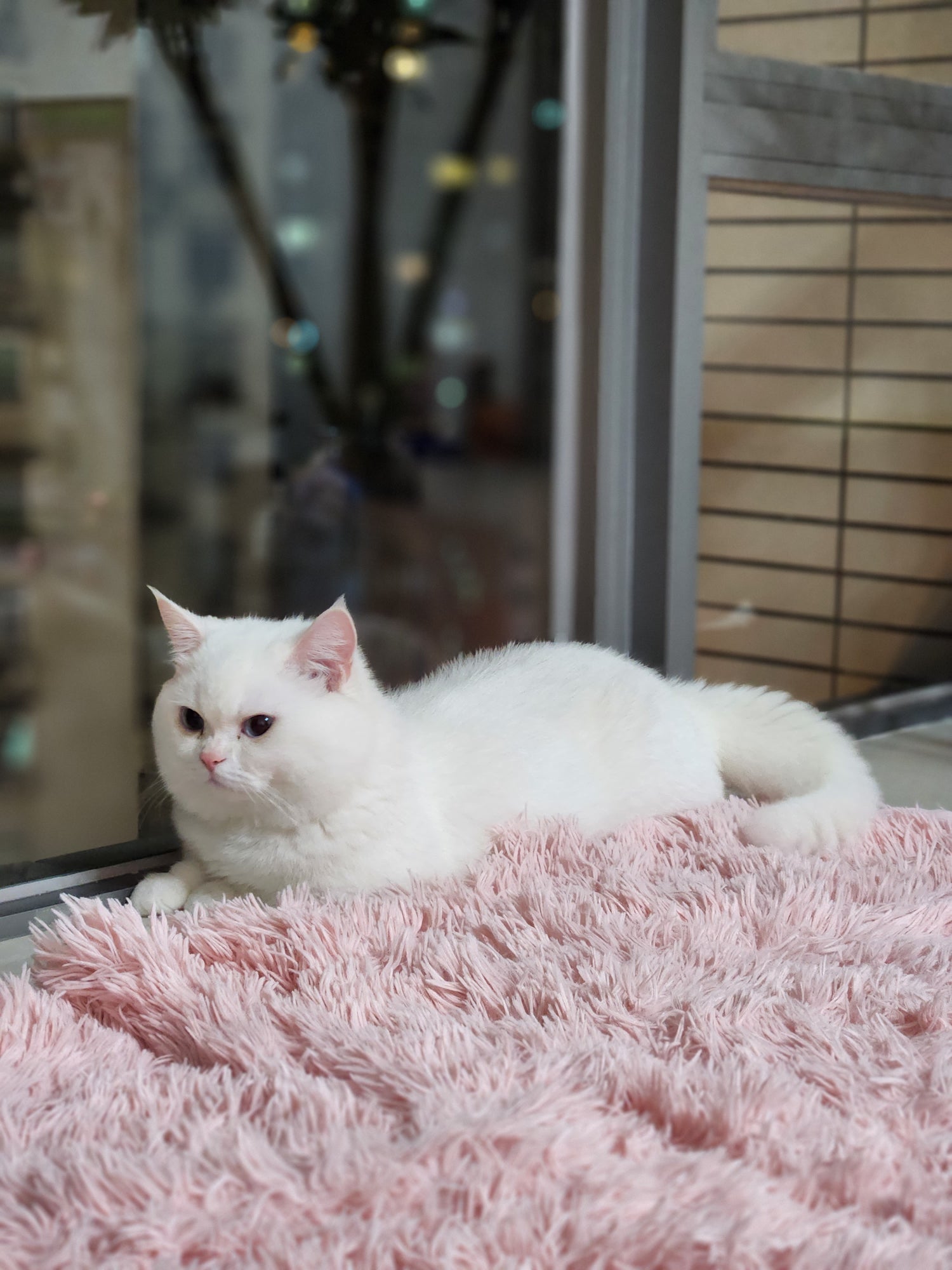 What's the differences between the Generation II smart litter box and ...